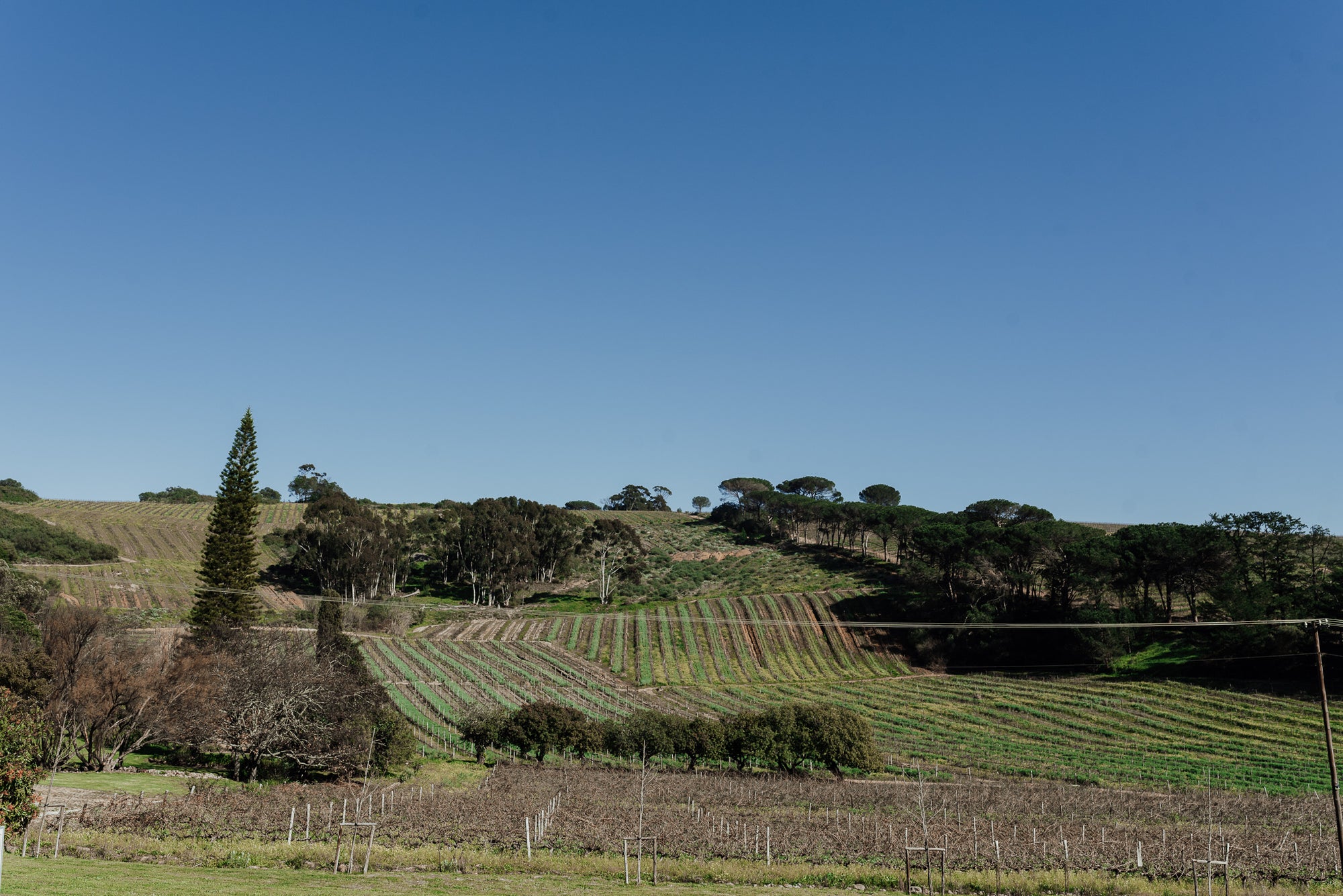 Fort Simon Wine Estate